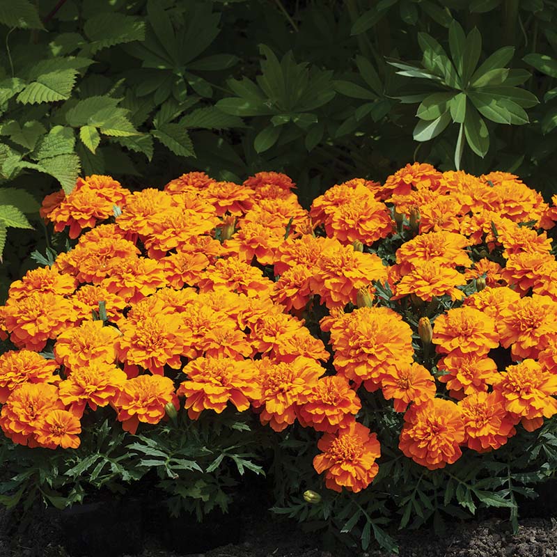 Marigold Happy Mix Seed – Harris Seeds