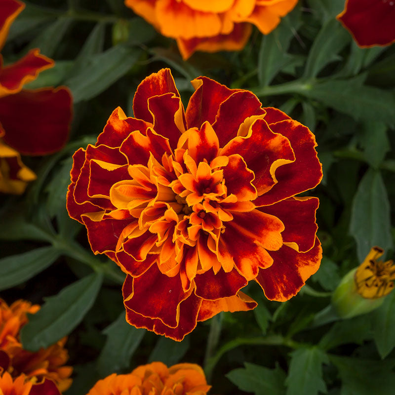 Marigold Happy Mix Seed – Harris Seeds