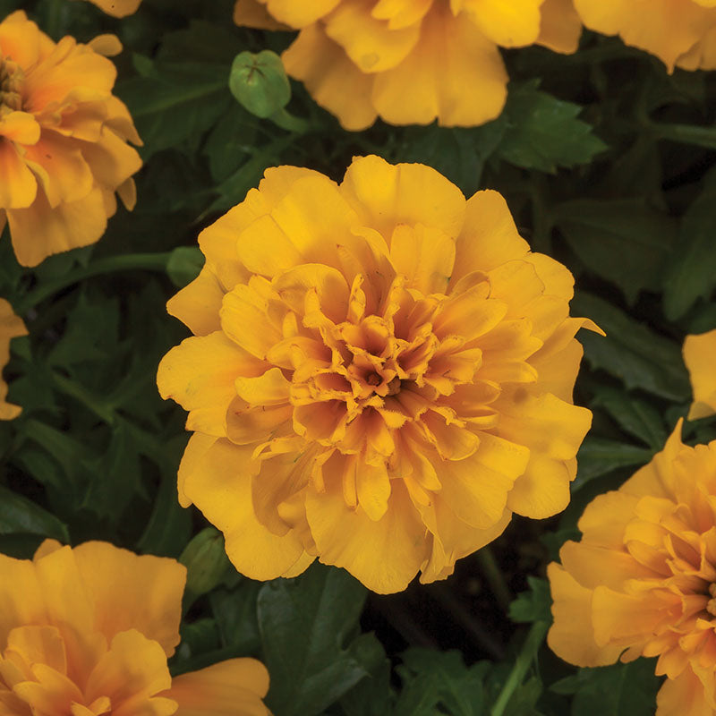 Marigold Happy Mix Seed – Harris Seeds