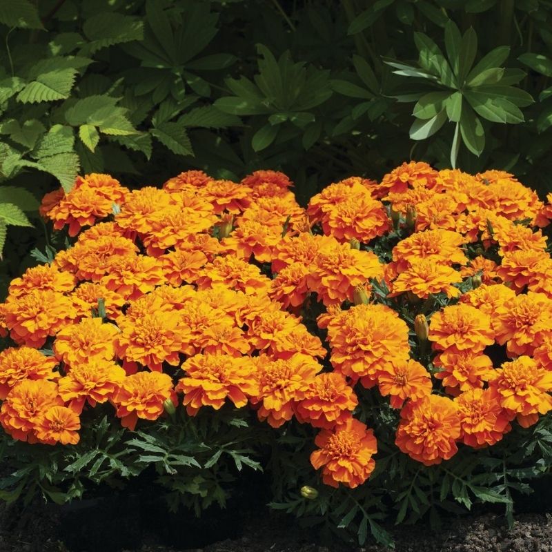 Marigold Happy Orange Seed – Harris Seeds