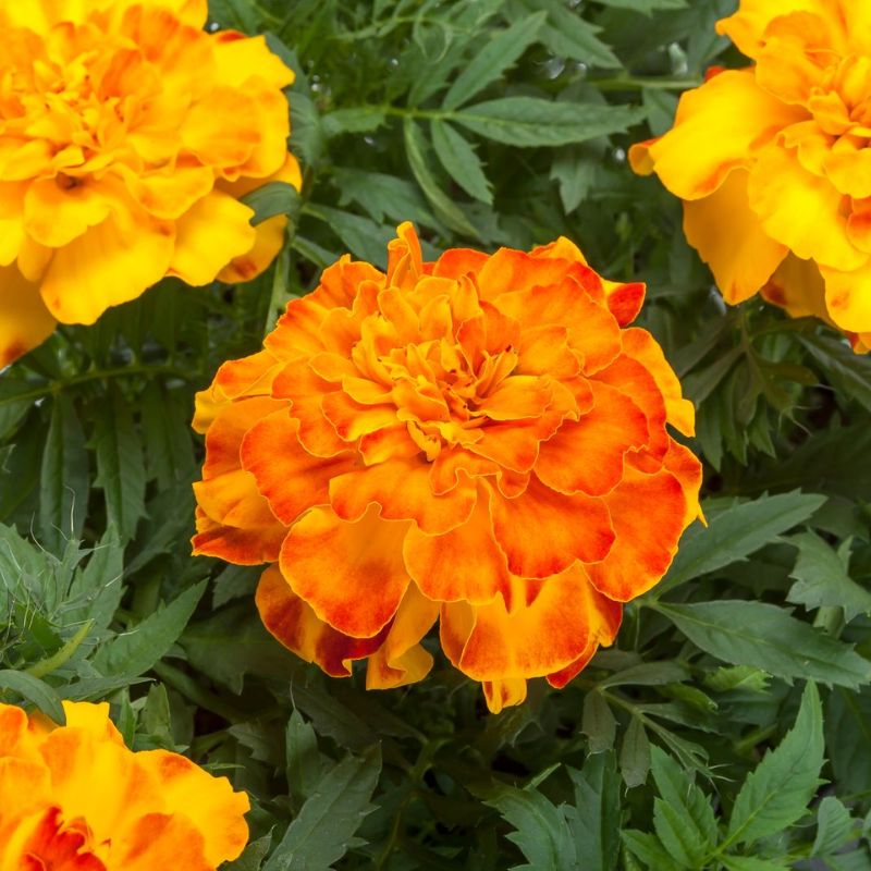Marigold Endurance Sunset Gold F1 Seed – Harris Seeds