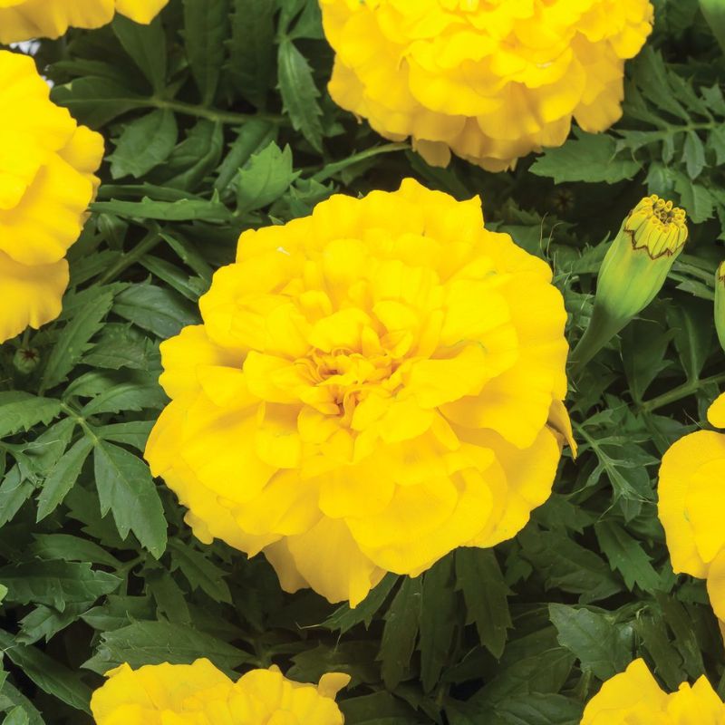 Marigold Endurance Yellow F1 Seed – Harris Seeds