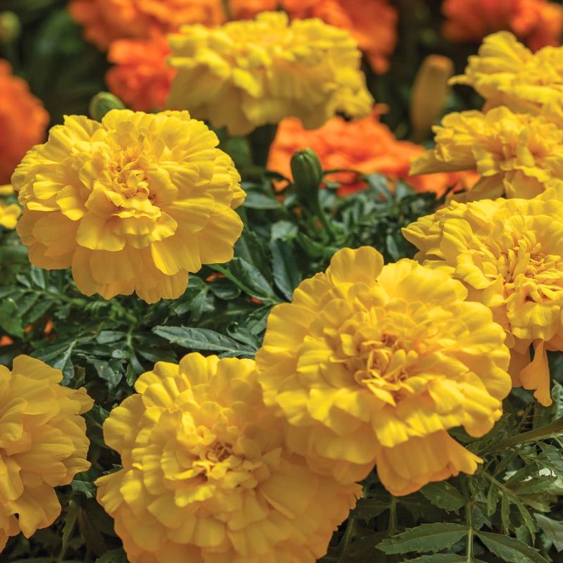 Marigold Endurance Yellow F1 Seed – Harris Seeds