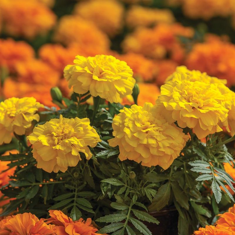 Marigold Endurance Yellow F1 Seed – Harris Seeds