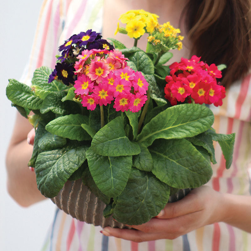 Primula Light House Mix F1 Seed – Harris Seeds
