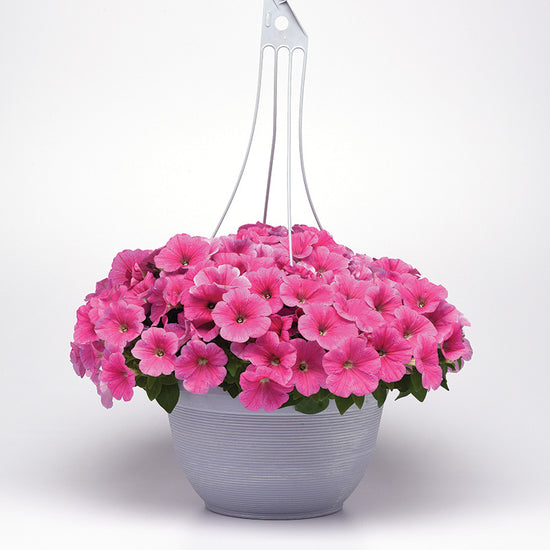 Petunia E3 Easy Wave Pink Cosmo F1 Seed – Harris Seeds