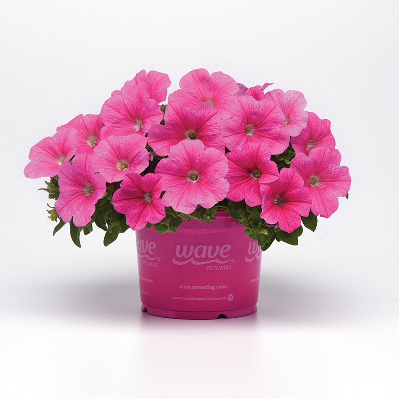 Petunia E3 Easy Wave Pink Cosmo F1 Seed – Harris Seeds