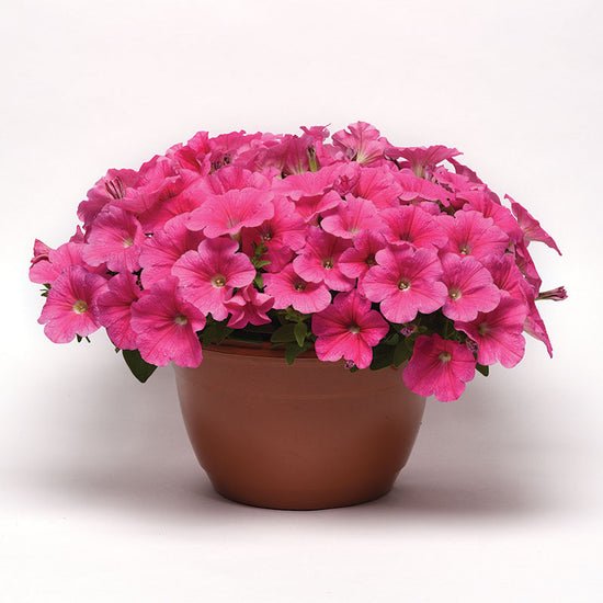 Petunia E3 Easy Wave Pink Cosmo F1 Seed – Harris Seeds