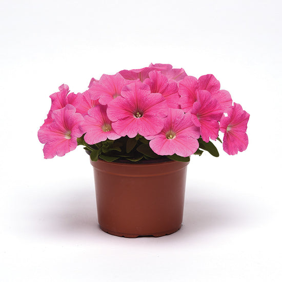 Petunia E3 Easy Wave Pink Cosmo F1 Seed – Harris Seeds