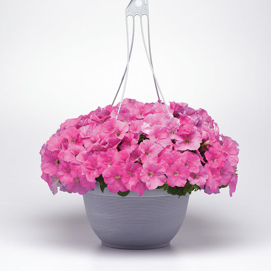 Petunia E3 Easy Wave Pink F1 Seed – Harris Seeds