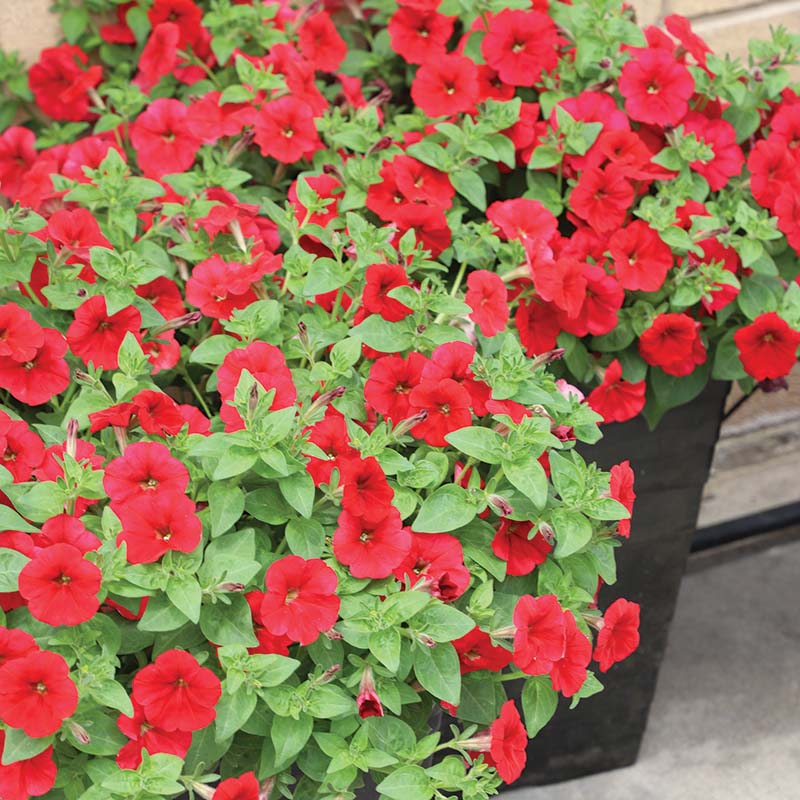 Petunia E3 Easy Wave Red F1 Seed – Harris Seeds