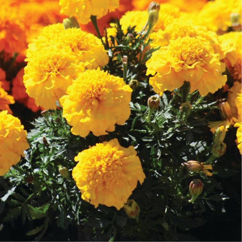 Marigold Super Hero Deep Yellow Seed – Harris Seeds