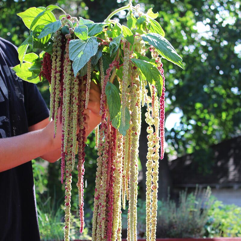 Amaranthus Mira Seed – Harris Seeds