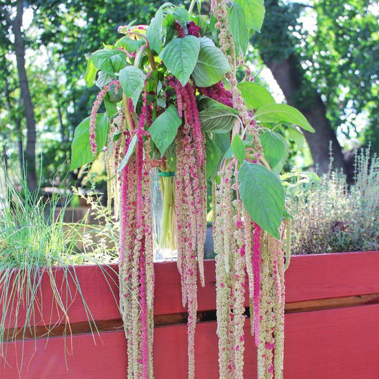 Amaranthus Mira Seed – Harris Seeds