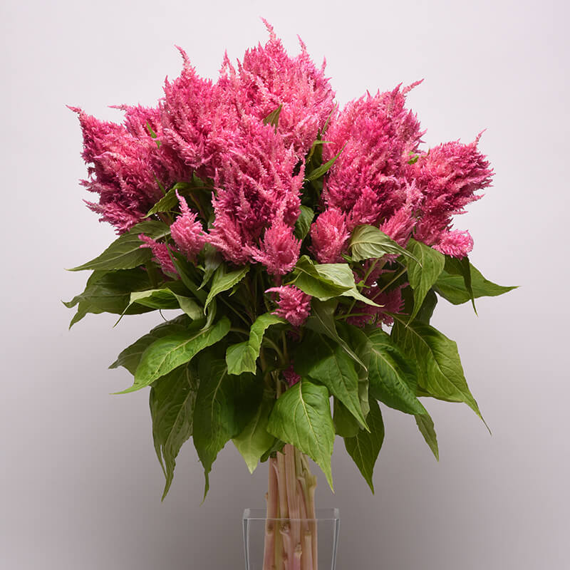 Celosia Sunday Bright Pink Seed – Harris Seeds