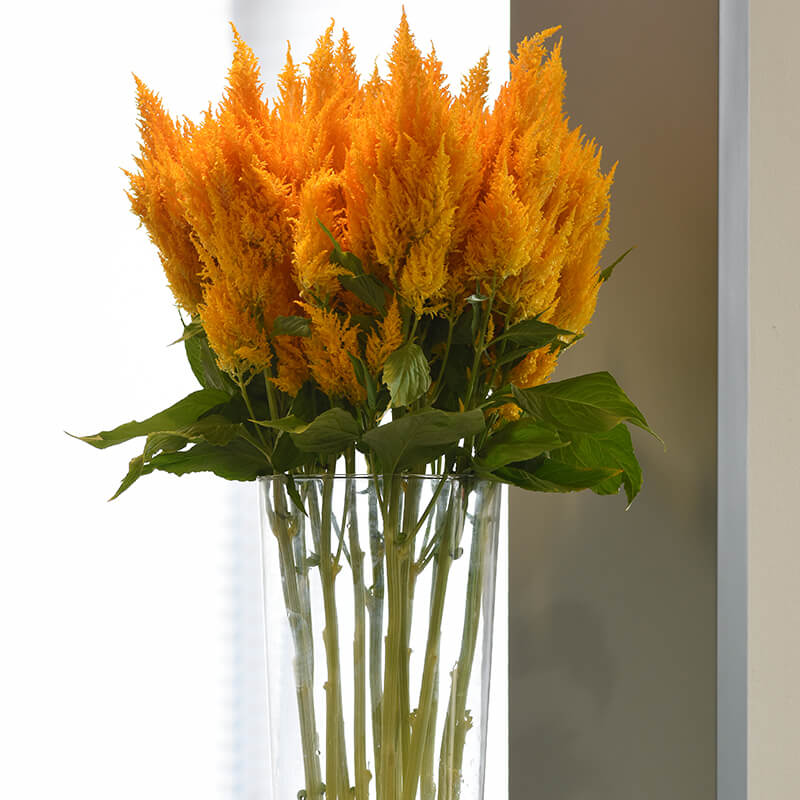 Celosia Sunday Gold Seed – Harris Seeds