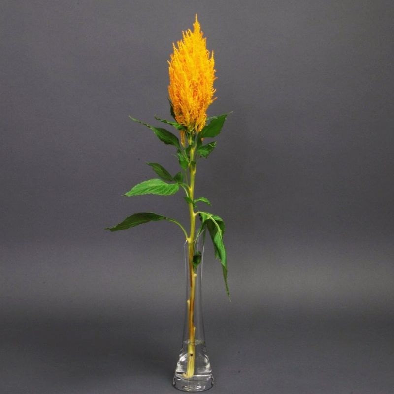 Celosia Sunday Gold Seed – Harris Seeds