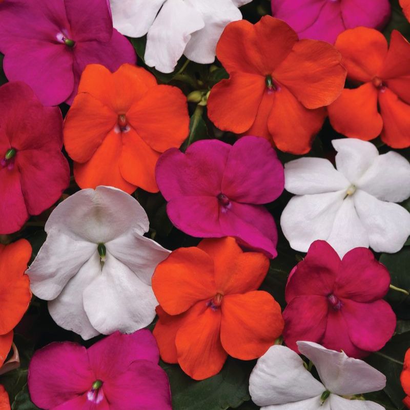 Impatiens Beacon Mix Lindau F1 Seed – Harris Seeds