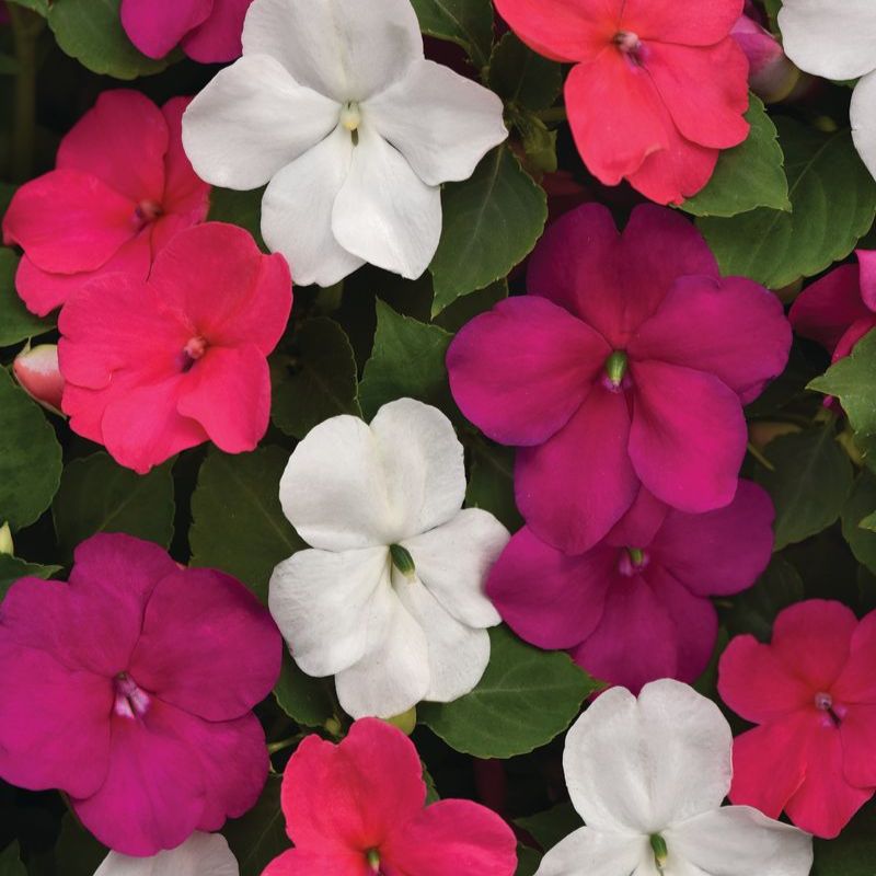 Impatiens Beacon Mix Portland F1 Seed – Harris Seeds
