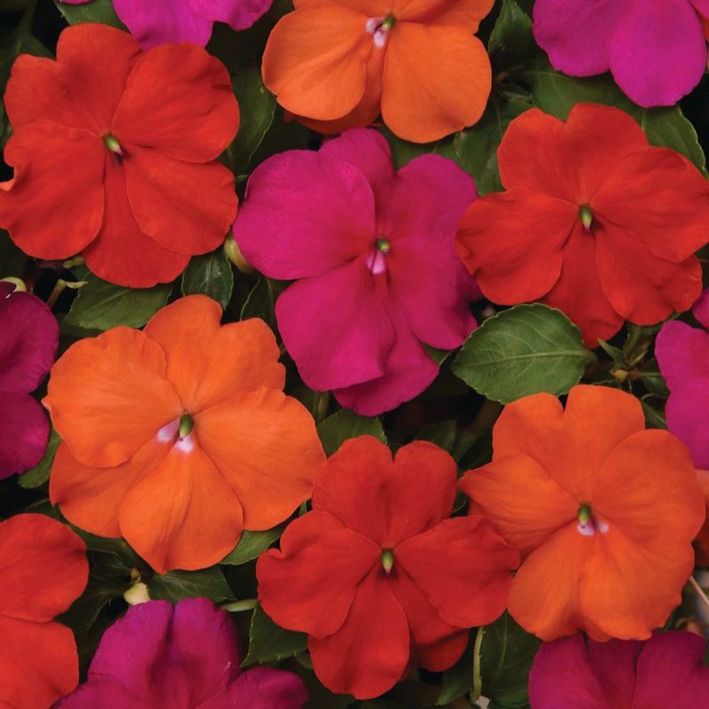 Impatiens Beacon Mix Sanibel F1 Seed – Harris Seeds