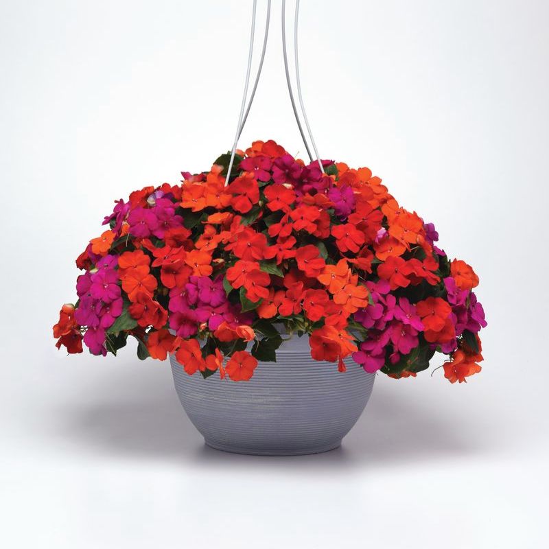 Impatiens Beacon Mix Sanibel F1 Seed – Harris Seeds
