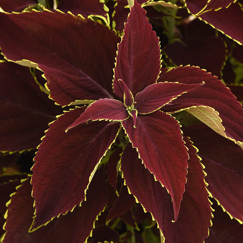 Coleus Premium Sun Ruby Heart Seed – Harris Seeds