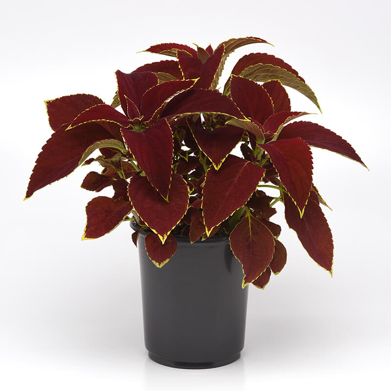 Coleus Premium Sun Ruby Heart Seed – Harris Seeds