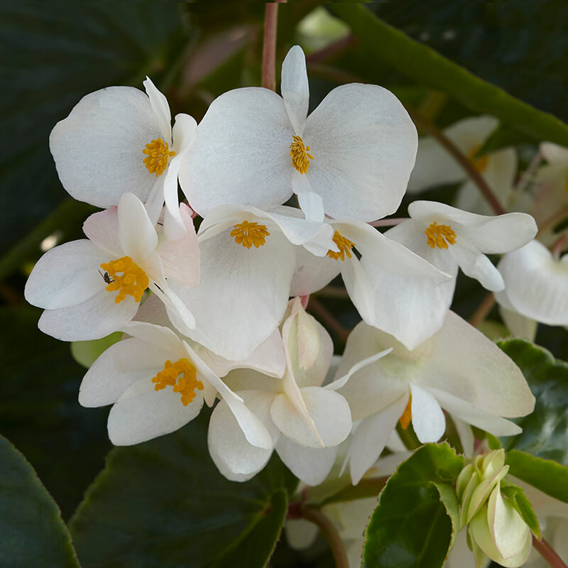 White Angel Wing Begonia