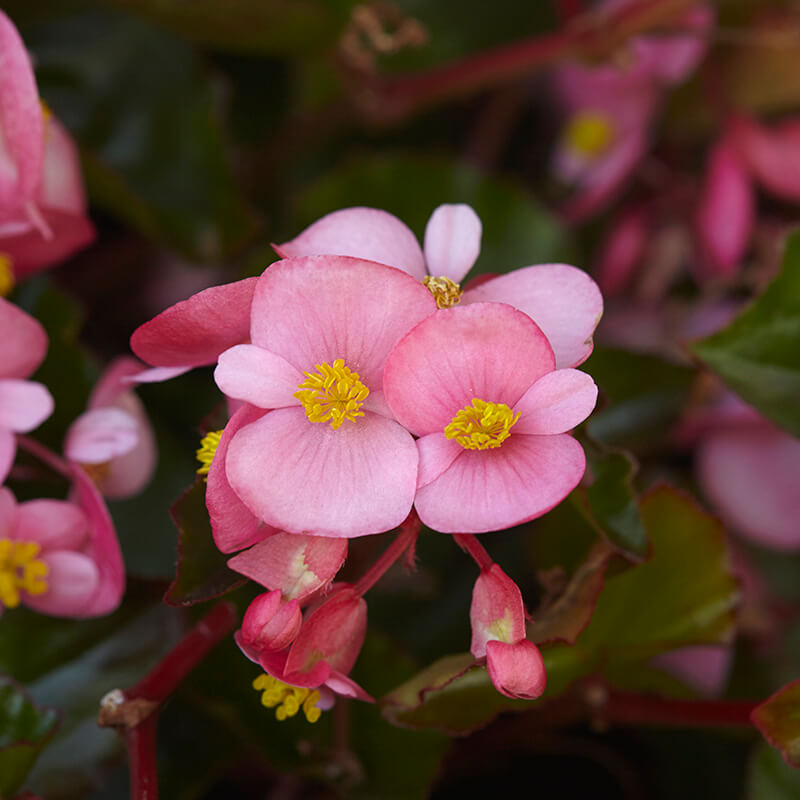 Pink Begonia Flowers