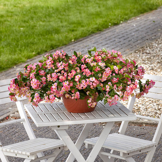 Begonia Hula Pink F1 Seed – Harris Seeds
