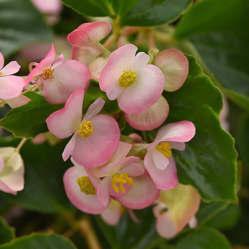 Begonia Hula Pink F1 Seed – Harris Seeds