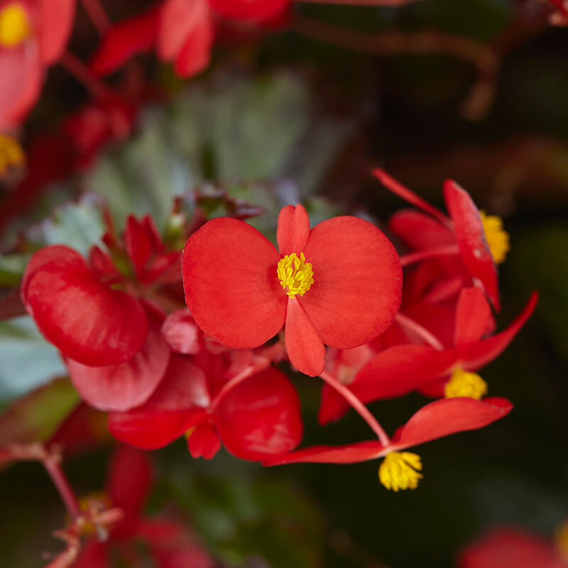 Begonia Hula Red F1 Seed – Harris Seeds