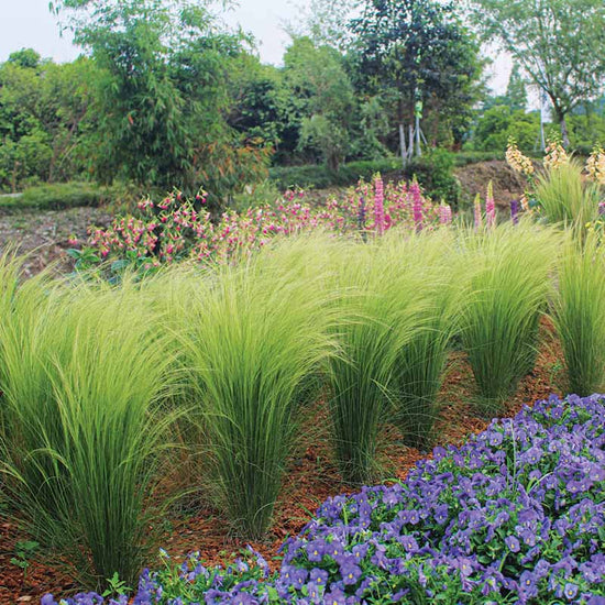 Stipa Pony Tails Seed – Harris Seeds