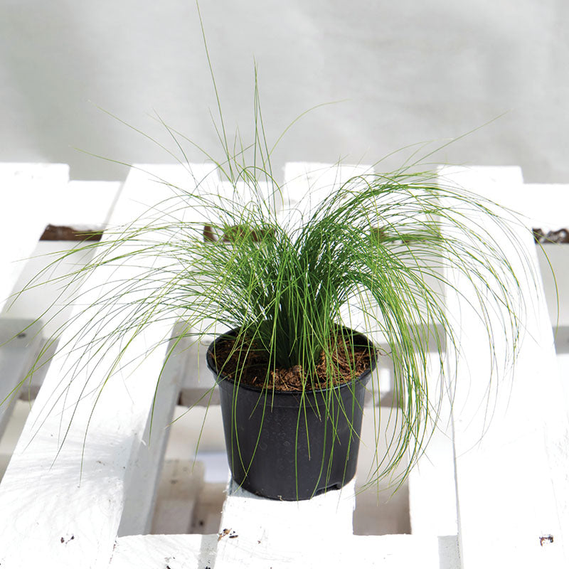 Stipa Pony Tails Seed – Harris Seeds