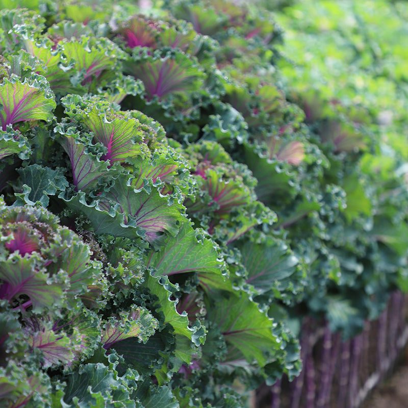 Ornamental Kale Crane Ruffle Red F1 Seed – Harris Seeds