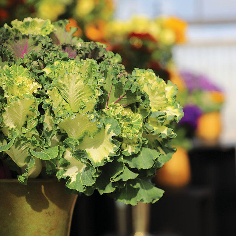 Ornamental Kale Crane Ruffle White F1 Seed – Harris Seeds