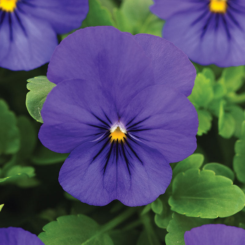 Pansy Cool Wave Blue F1 Seed – Harris Seeds