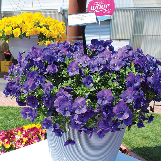 Pansy Cool Wave Blue F1 Seed – Harris Seeds