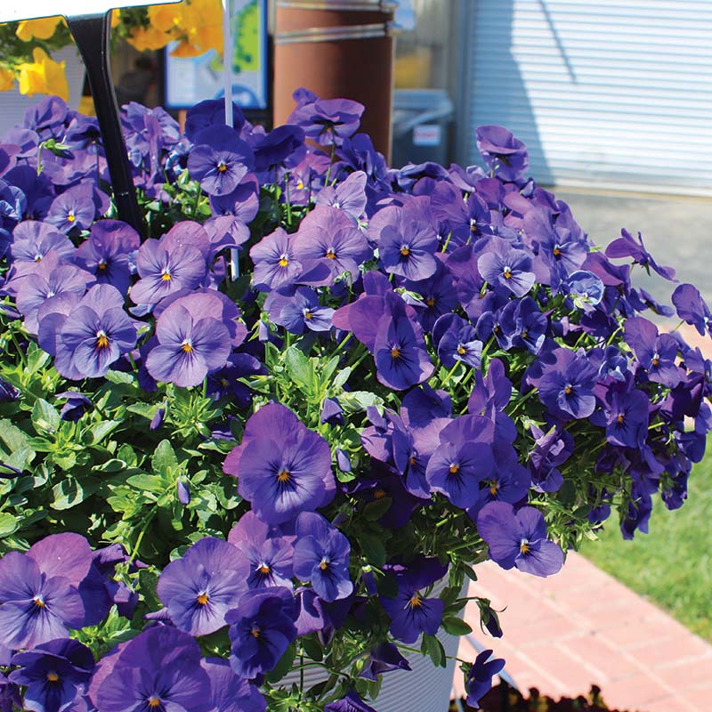 Pansy Cool Wave Blue F1 Seed – Harris Seeds