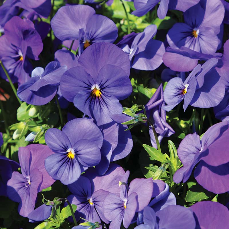 Pansy Cool Wave Blue F1 Seed – Harris Seeds