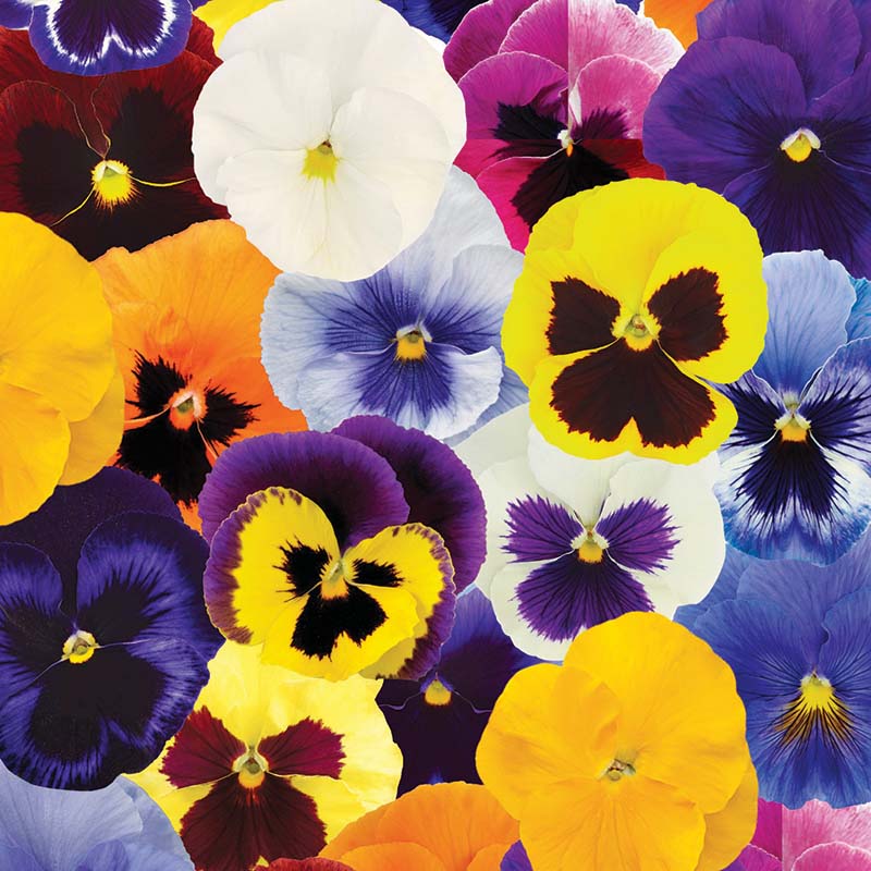 Pansy Inspire Plus Maxi Mix F1 Seed – Harris Seeds