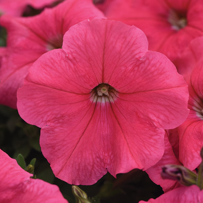 Petunia E3 Easy Wave Formula Mix F1 Seed – Harris Seeds