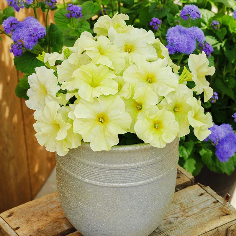 Petunia Limbo GP Yellow Lime F1 Seed – Harris Seeds