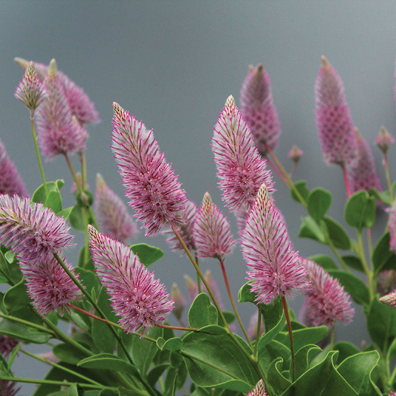 Ptilotus Matilda F1 Seed – Harris Seeds