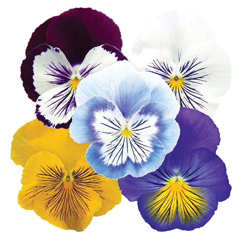 Viola Cats Plus Mix F1 Seed – Harris Seeds