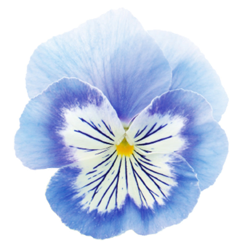 Viola Cats Plus Mix F1 Seed – Harris Seeds