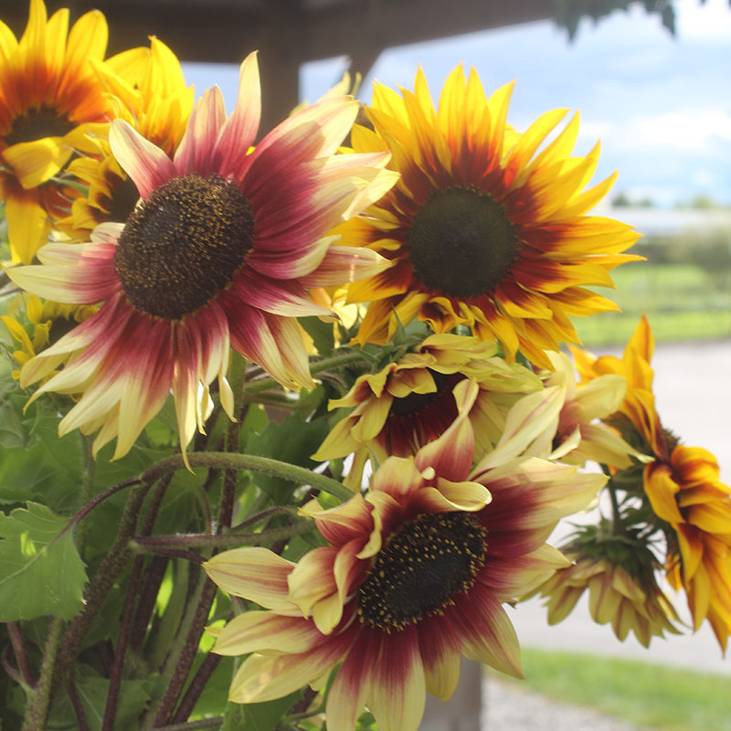 Sunflower Magic Roundabout Mix Seed – Harris Seeds