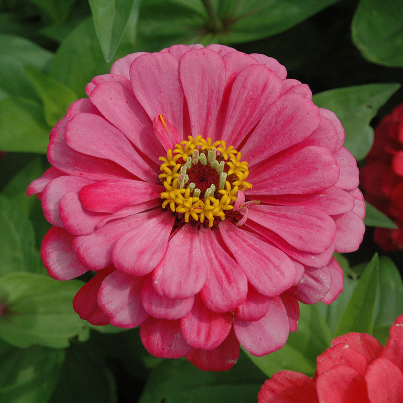 Zinnia Exquisite Seed – Harris Seeds
