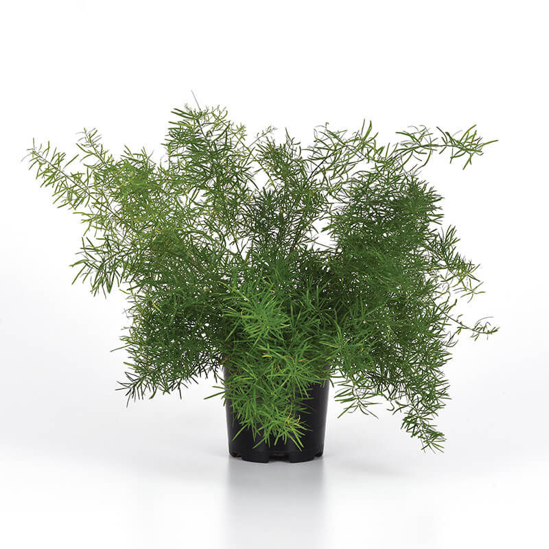Asparagus Fuzzyfern Frizz Seed – Harris Seeds