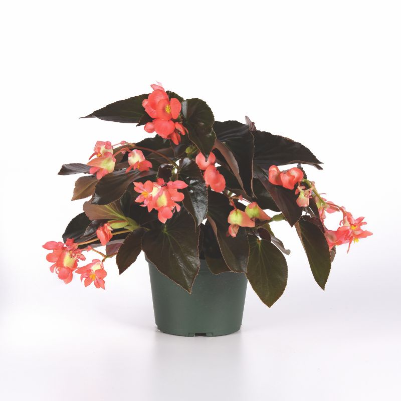 Begonia Dragon Wing Red F1 Seed – Harris Seeds